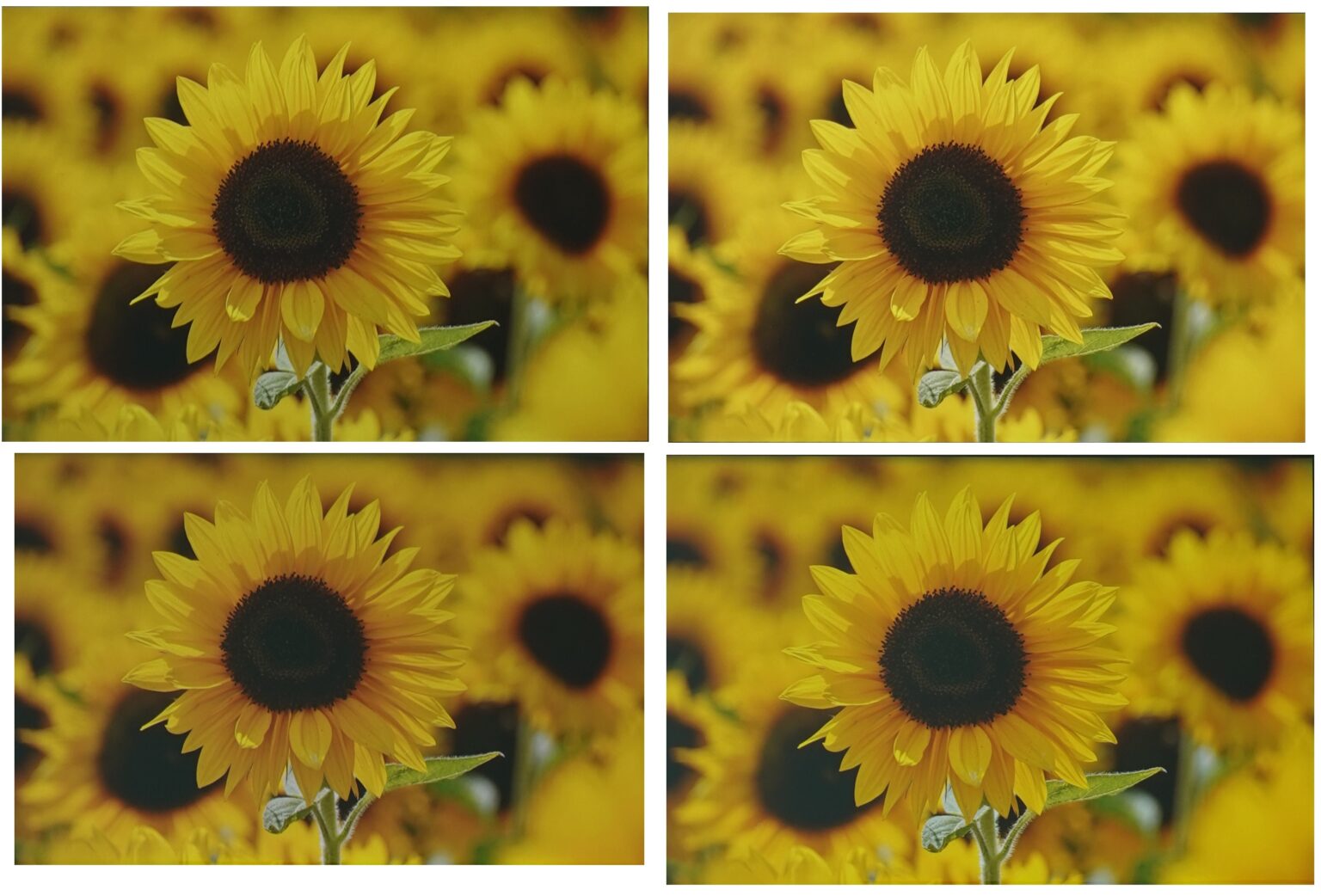 Apple iPhone 15 Pro Max Display test - DXOMARK