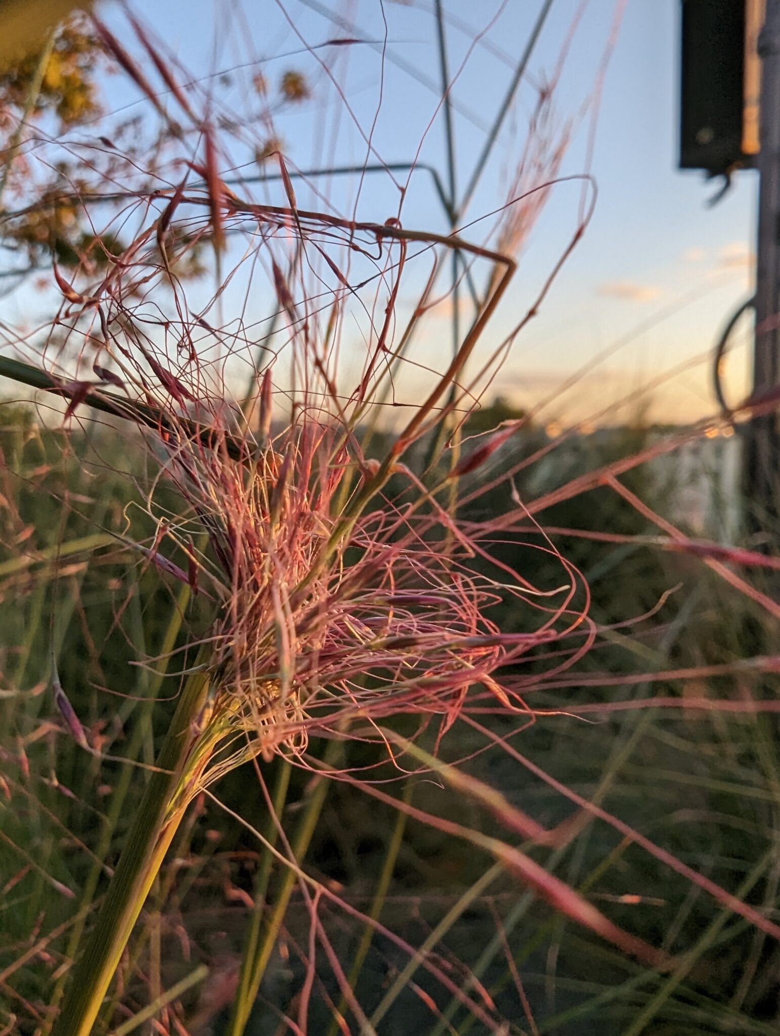 Google Pixel 7 Pro Camera test : is it the best camera out there