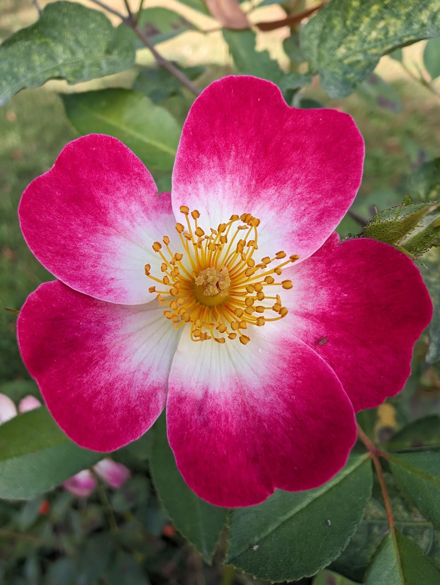 Google Pixel 8 Pro Camera test | DXOMARK