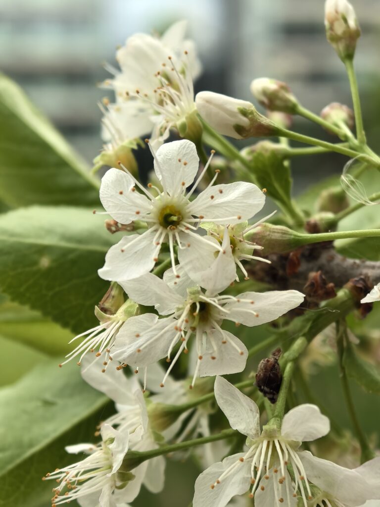 Huawei Pura 70 Ultra Camera test - DXOMARK