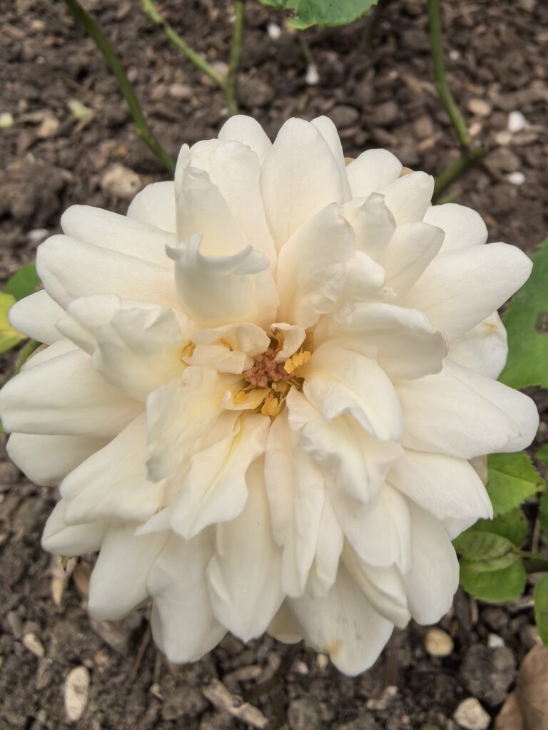 Google Pixel 9 Pro XL Camera test | DXOMARK