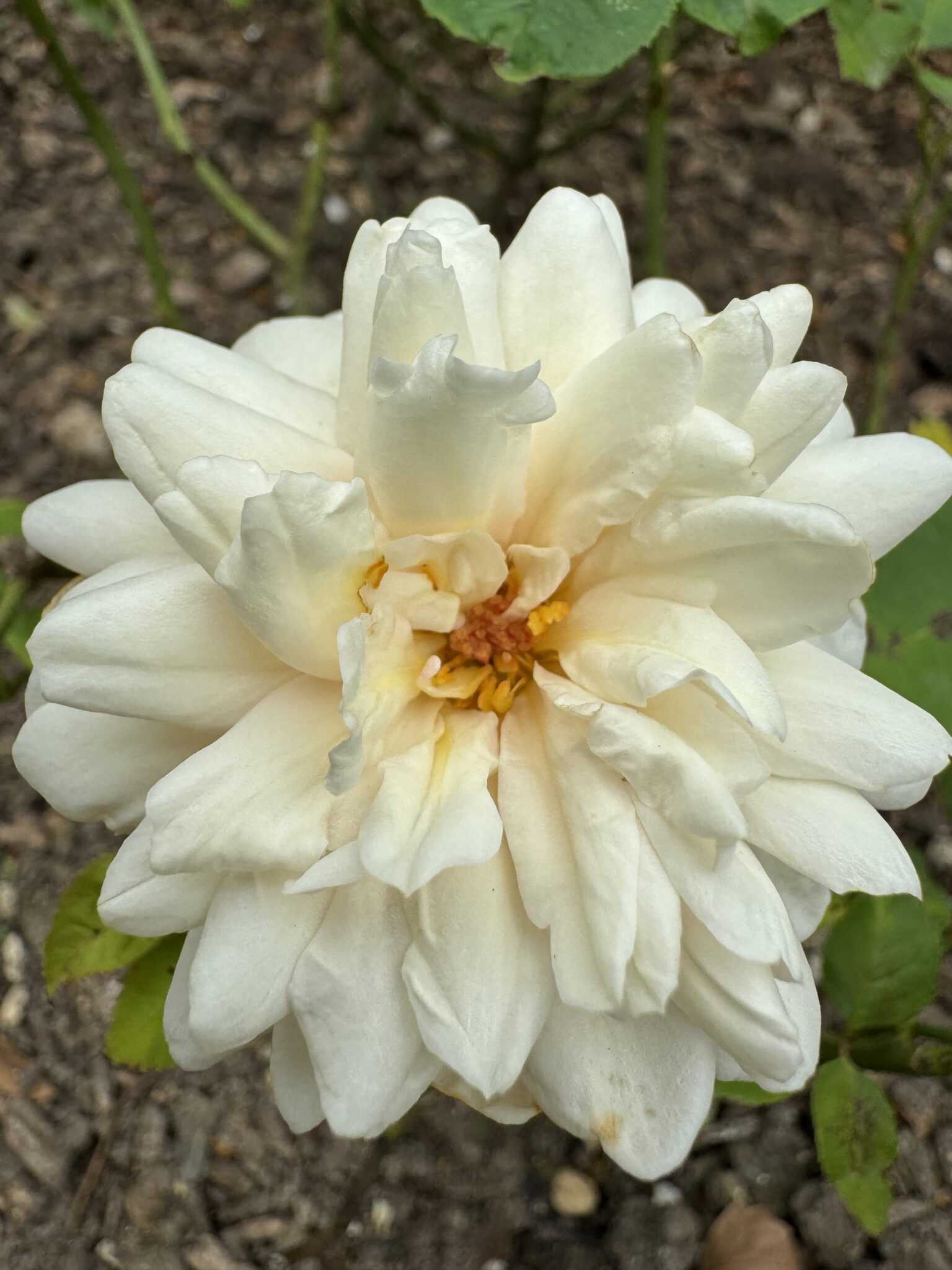 Google Pixel 9 Pro XL Camera test | DXOMARK