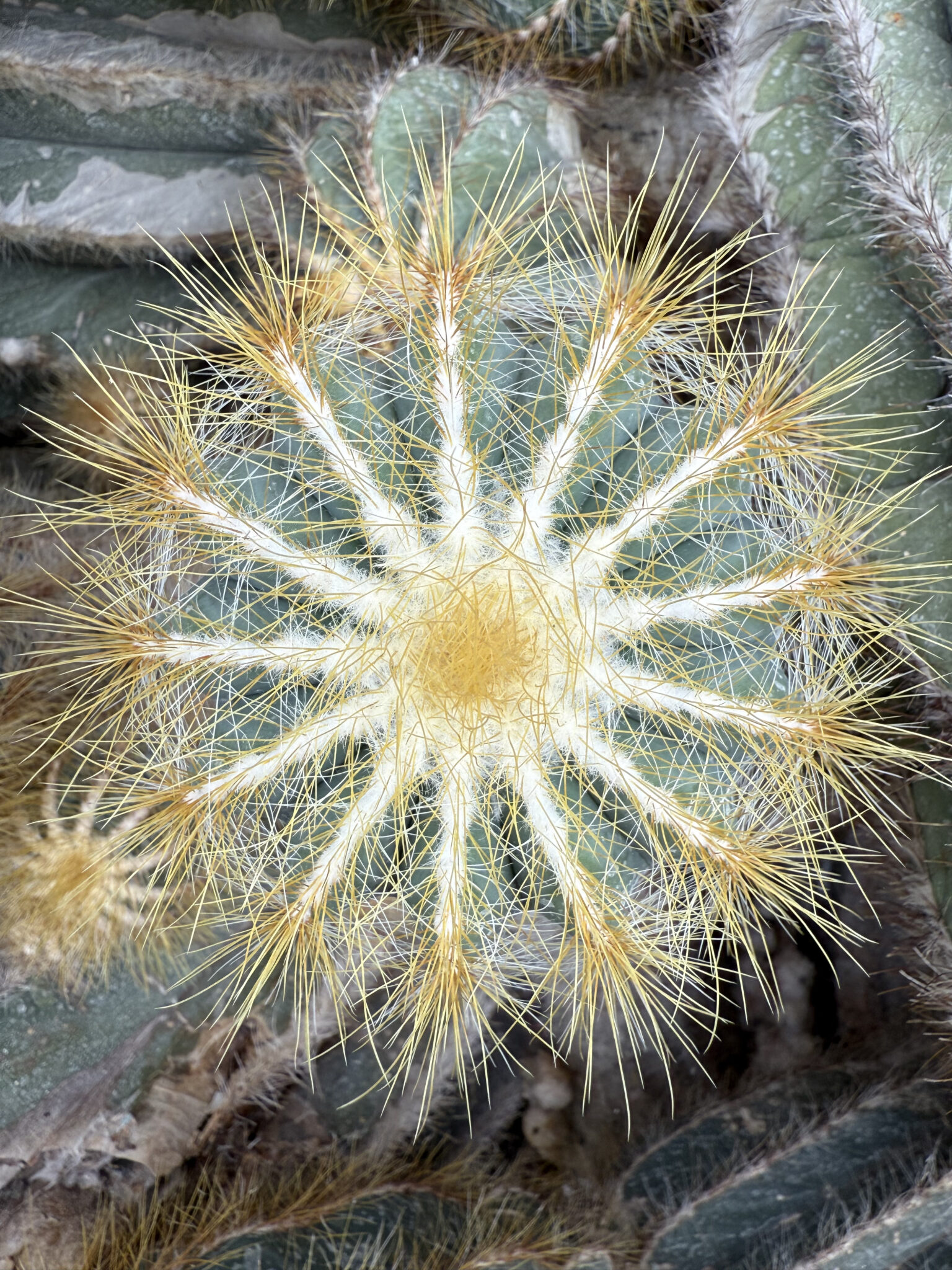 Apple iPhone 16 Pro Max Camera test | DXOMARK